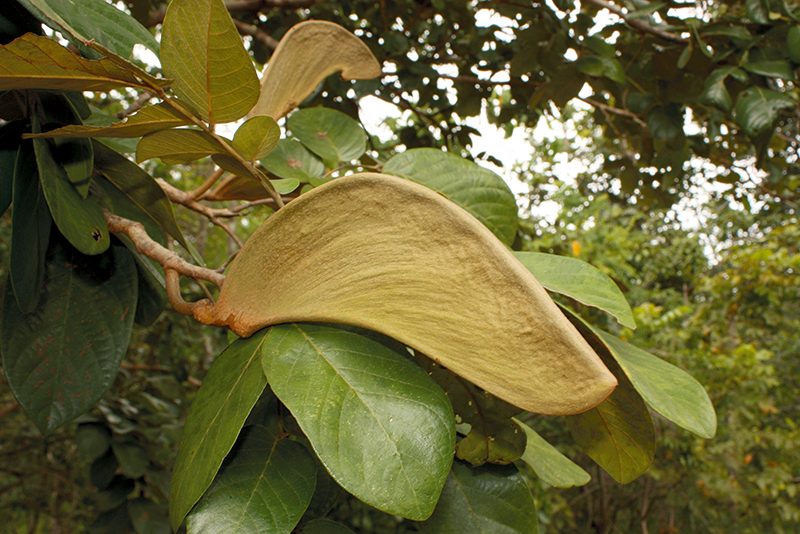 สมุนไพร คณะเภสัชศาสตร์ ม.มหิดล/แดง Xylia xylocarpa (Roxb.) - มติชนสุด ...