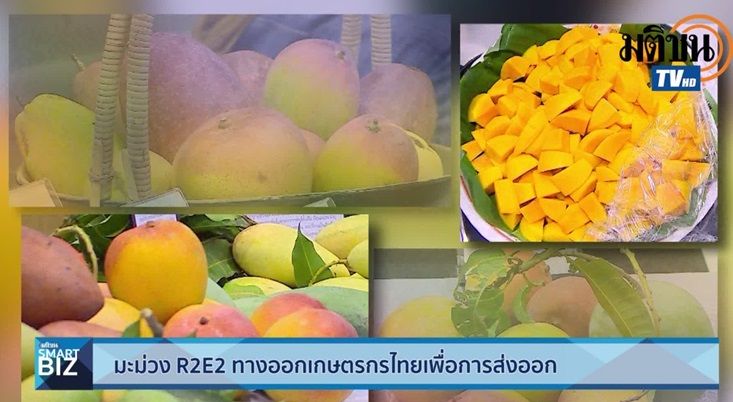 มะม่วง R2E2 ทางออกเกษตรกรไทยเพื่อการส่งออก(คลิป)