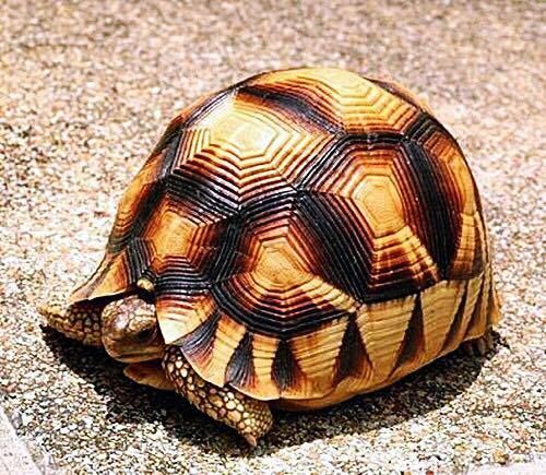 เต่ามาดากัสการ์ ของกลาง ตัวละ 2 ล้านบาท หายจากกรมอุทยานฯ อธิบดีเต้น ...