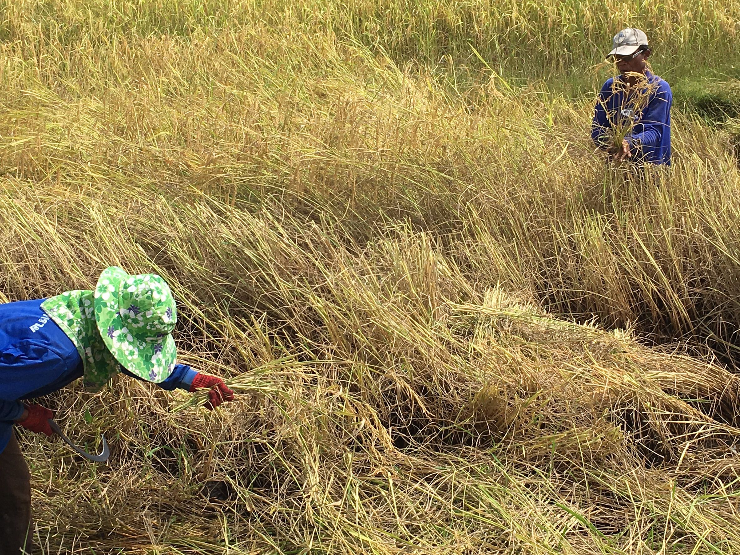 ติวเข้มชาวนายุค 4.0 ทำนาแปลงใหญ่แก้ปัญหาความยากจน ทดลอง 30,000 ไร่ ใน ...
