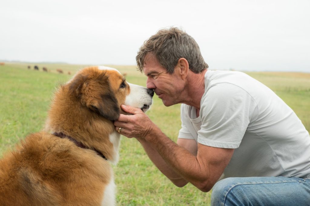 'A Dog’s Purpose' น่ารัก ดูเพลิน ซาบซึ้งมิตรภาพระหว่างคนและสุนัข