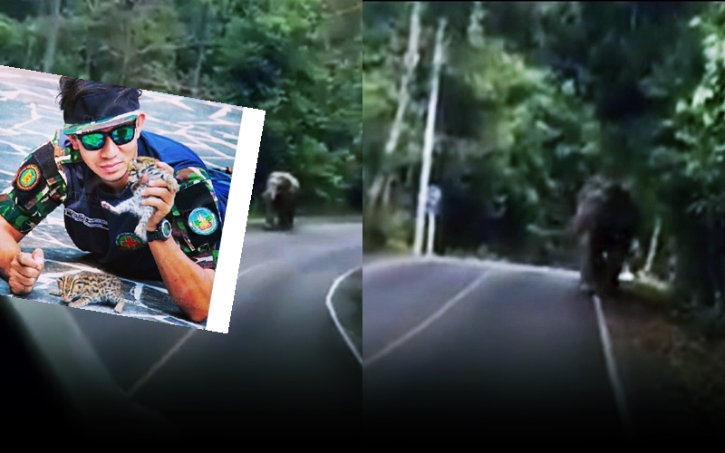 'หมอล็อต'ชี้พฤติกรรมสุดอันตราย ยั่วช้างหงุดหงิด โชคดีไม่เจอ'พี่โยโย่'ขา ...