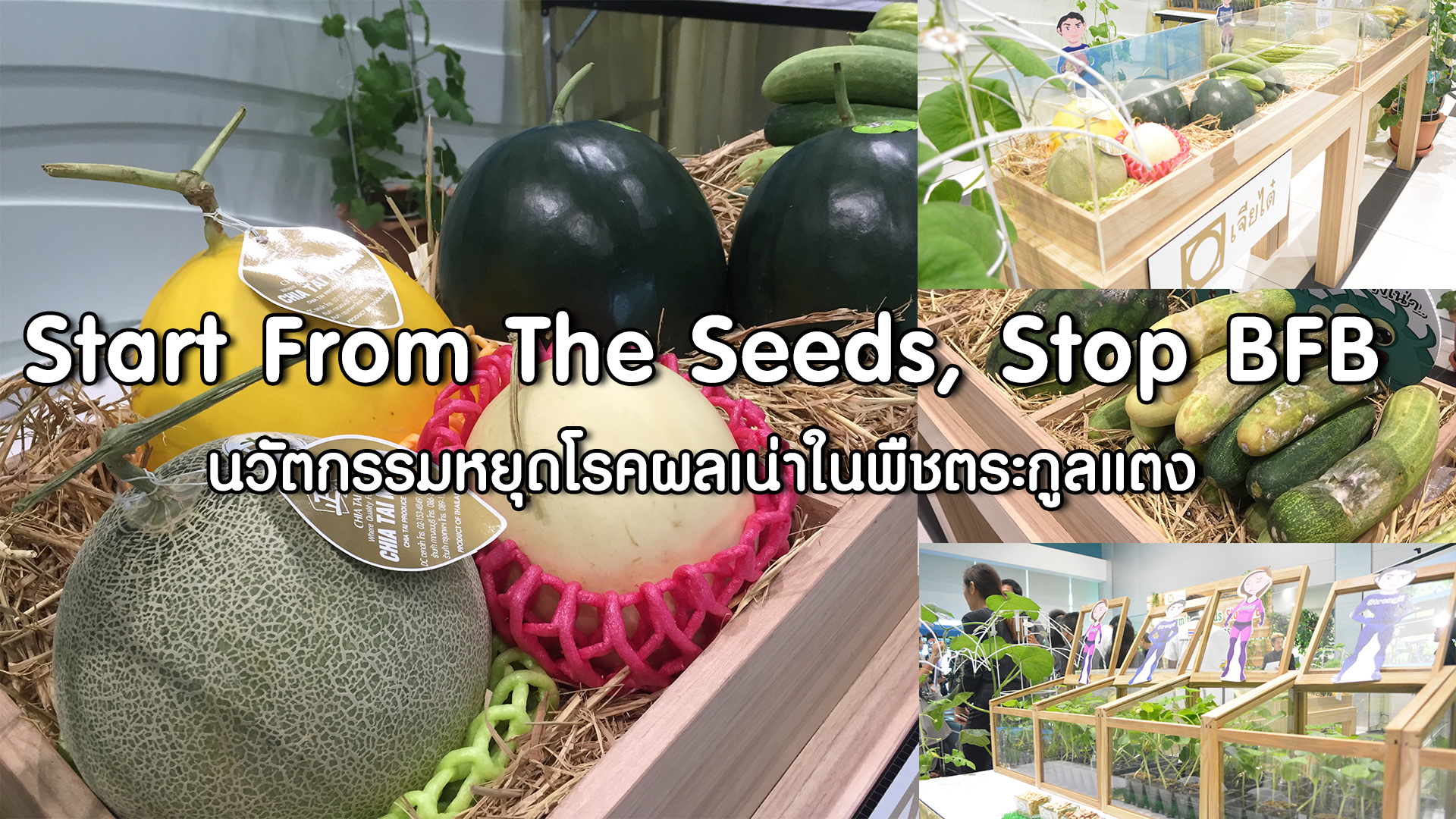 Start From The Seeds, Stop BFB นวัตกรรมหยุดโรคผลเน่าในพืชตระกูลแตง