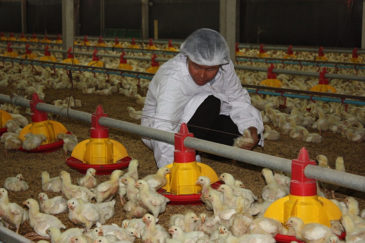 ฟาร์มสัตว์ปีก ซีพีเอฟ ได้รับรองมาตรฐานแรงงานไทย (มรท) เป็นบริษัทแรกของ ...