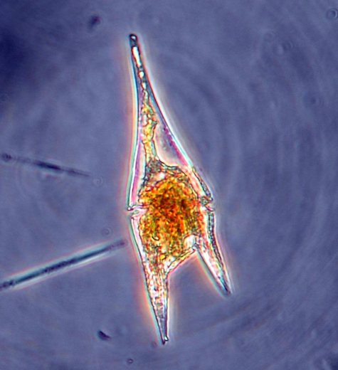 คพ.เตือนภัย ปรากฏการณ์น้ำทะเลเปลี่ยนสี