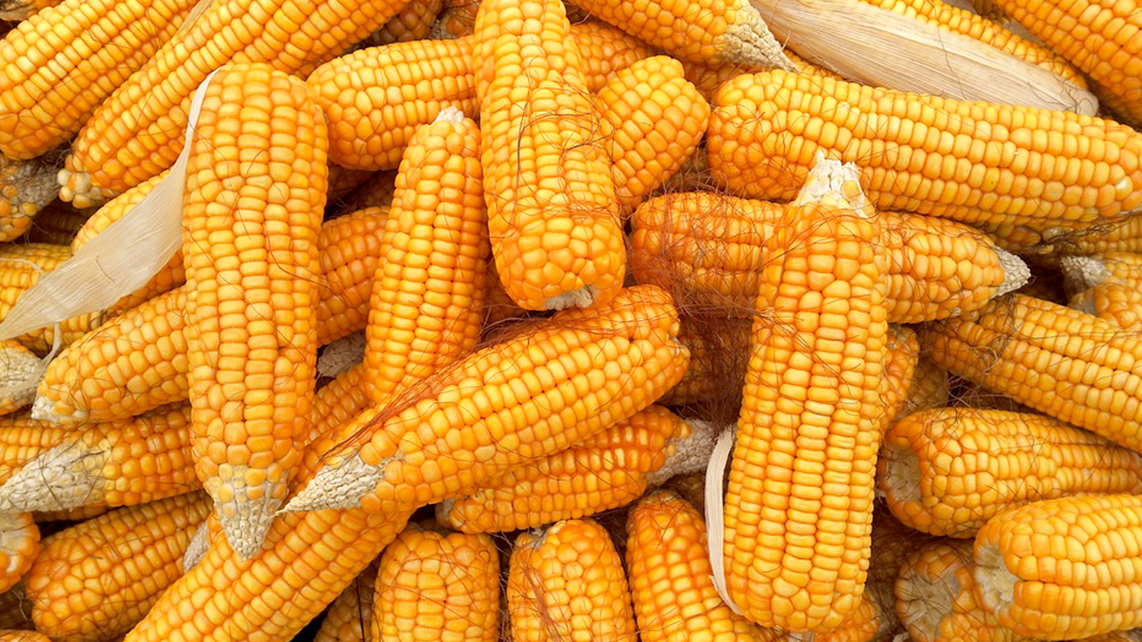 อนาคตข้าวโพดไทย? : โดย ปรัชญา ปราดเปรื่อง