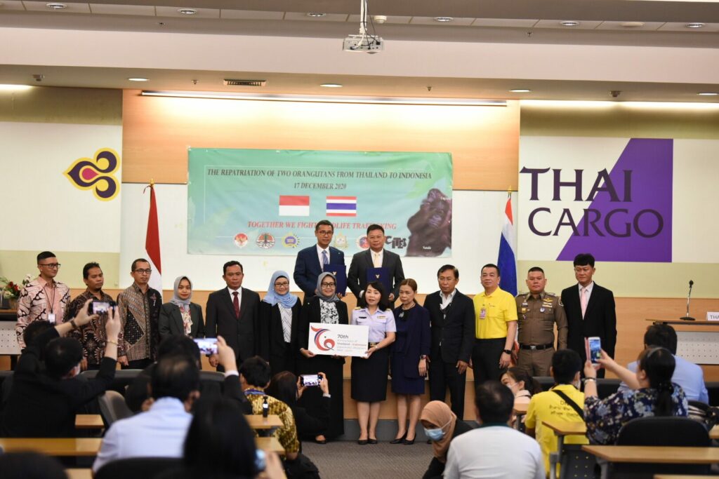 ไทยส่งคืน อุรังอุตัง นาตาลี - อุ๋งอิ๋ง กลับอินโดฯฉลองความสัมพันธ์ ...