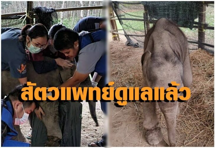 "สัตวแพทย์" เอ็กซเรย์ลูกช้างป่าวัย 3 เดือน พบบาดแผลข้อเท้าถูกบ่วงรัด ...