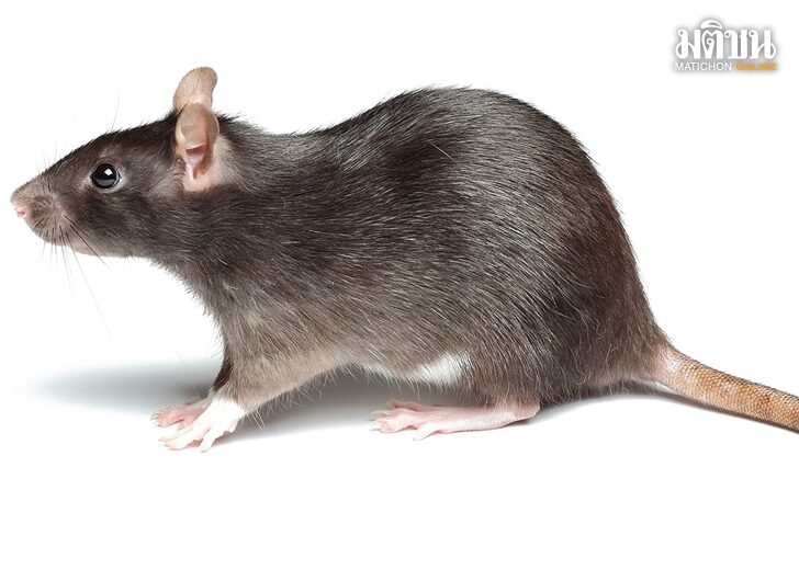 4 เมษา วันหนูโลก พึงตระหนัก พวกเขาอยู่บนโลกนี้มาอย่างยาวนาน