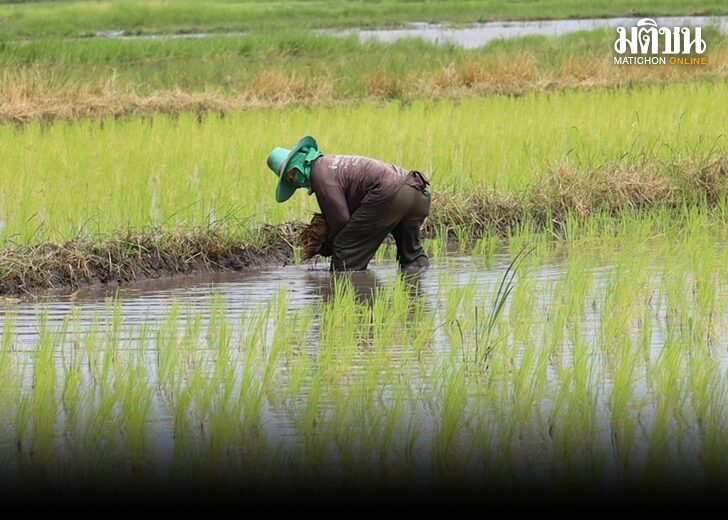 ชาวนา เลิกทำนาขายให้โรงสี หันเก็บไว้กินเอง หลังต้นทุนแพง ไม่คุ้ม วอนรบ. ...