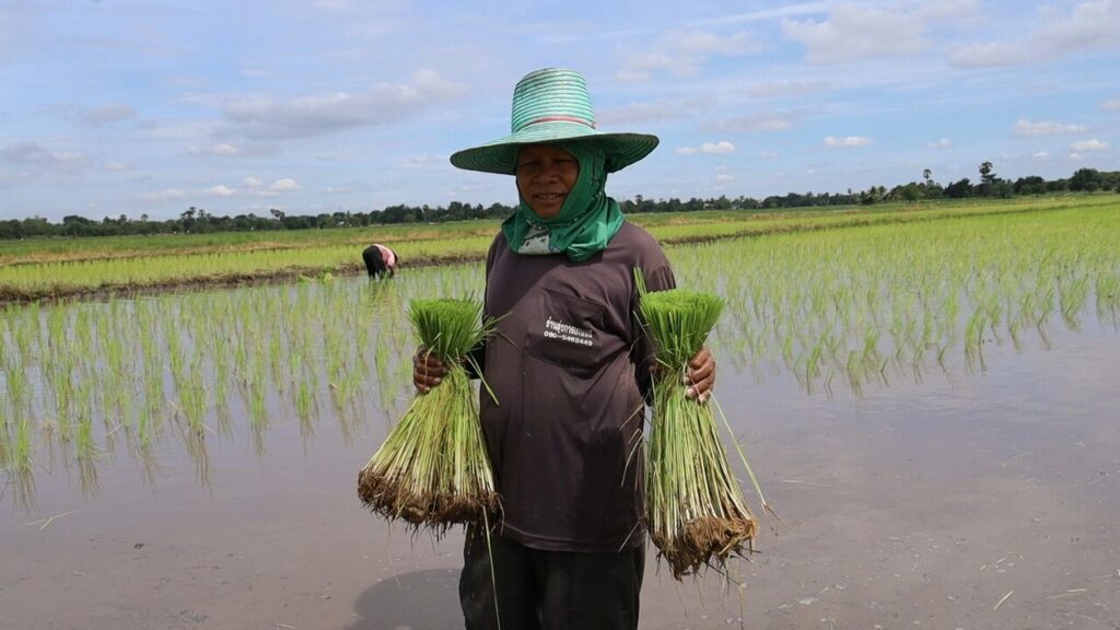 ชาวนา เลิกทำนาขายให้โรงสี หันเก็บไว้กินเอง หลังต้นทุนแพง ไม่คุ้ม วอนรบ. ...