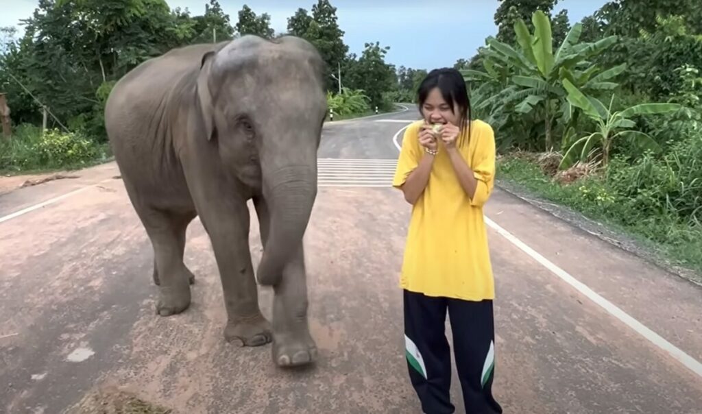 แม่ไม่เชื่อ 'น้องฟิล์ม' ยูทูบเบอร์ เด็กเลี้ยงช้าง มีโรคประจำตัว เผย ครูพบร่างหมดสติในป่า