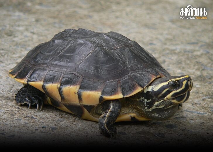 สำนักสัตว์ป่าเฉลย เต่าไม่ได้โง่ พวกมันฉลาด และ ไม่จำเป็นต้องมีความเร็ว