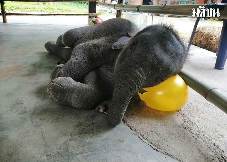 กรมอุทยานฯ เผยภาพ 'เจ้าตุลา' สุดน่ารัก พร้อมไขข้อข้องใจ 'ลูกช้าง' หลับ ...