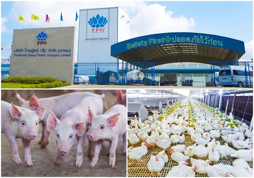 TFG ยิ้มร่า ดีมานด์ ไก่-สุกร สูง ดันราคาพุ่ง กำไร Q3/65 ออลไทม์ไฮ โตกระฉูด 480.53% ขยับเป้า ...