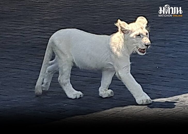 ชาวหมู่บ้านผวา ชาวจีนเลี้ยงสิงโตขาว ปล่อยเดินไปมา เผยซื้อมาตัวละ 5 แสน