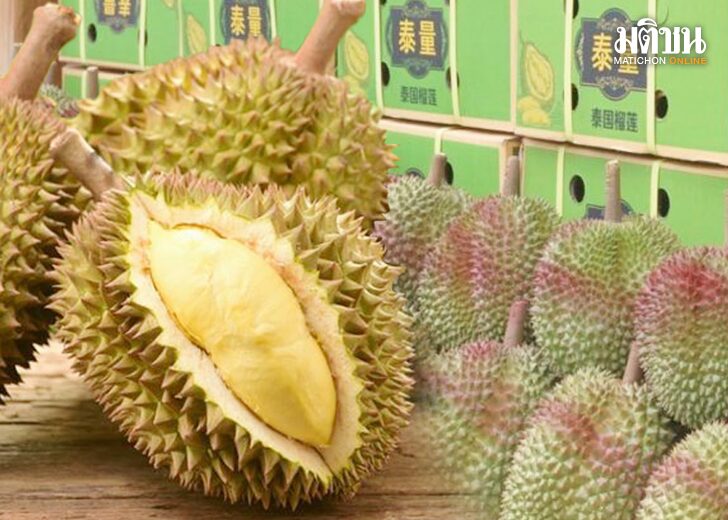 คิดเห็นแชร์ จับตาส่งออก‘ทุเรียนไทยในตลาดจีน