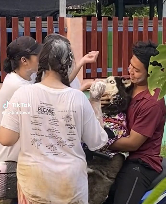 ผมตกใจนะนุด! คลิปไวรัล 3 ล้านวิวเมื่อหมาไซบีเรียนเจอสาวๆ ประแป้งสงกรานต์