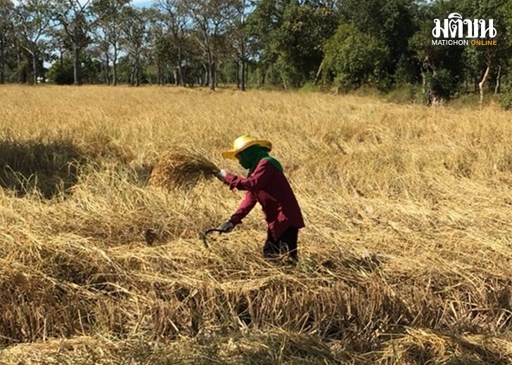 ชาวนาไทยจนสุดในเอเชีย-อาเซียน 10ปี ไม่มีอะไรดีขึ้น รายได้ลด ต้นทุนพุ่ง ...