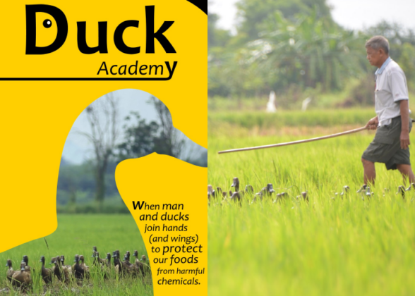 ‘DUCK ACADEMY’ โรงเรียนหญิงล้วนของเหล่าเป็ดไล่ทุ่ง