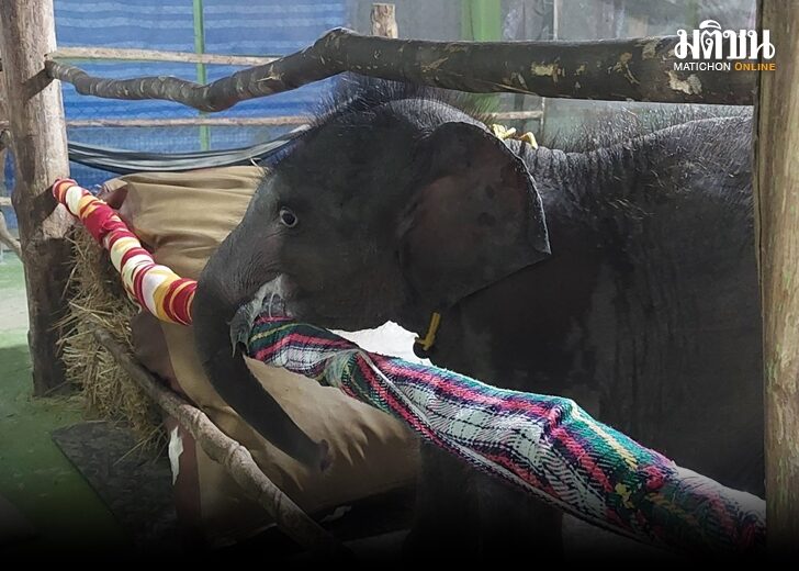 อาการ น้องตุลา ลูกช้างป่าพลัดหลง น่าเป็นห่วง ยืนหลับ ไม่ยอมนอน ค่าตับ ...