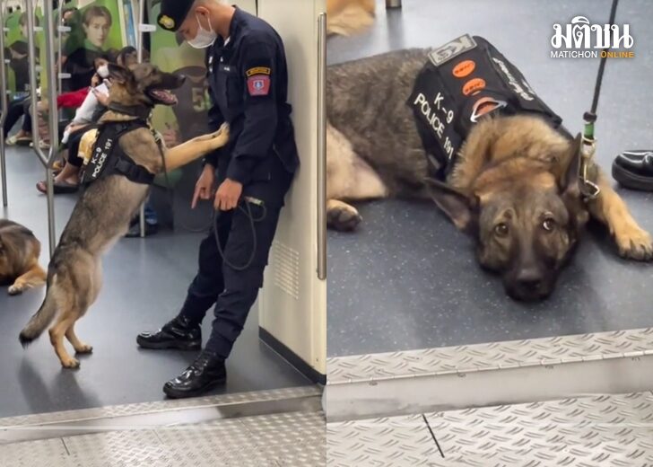 น้อง K-9 ชวนครูฝึกเล่นด้วยไม่หยุด ชาวเน็ตบอกไม่รู้จะโฟกัสใครดี น่ารักทั้งคู่