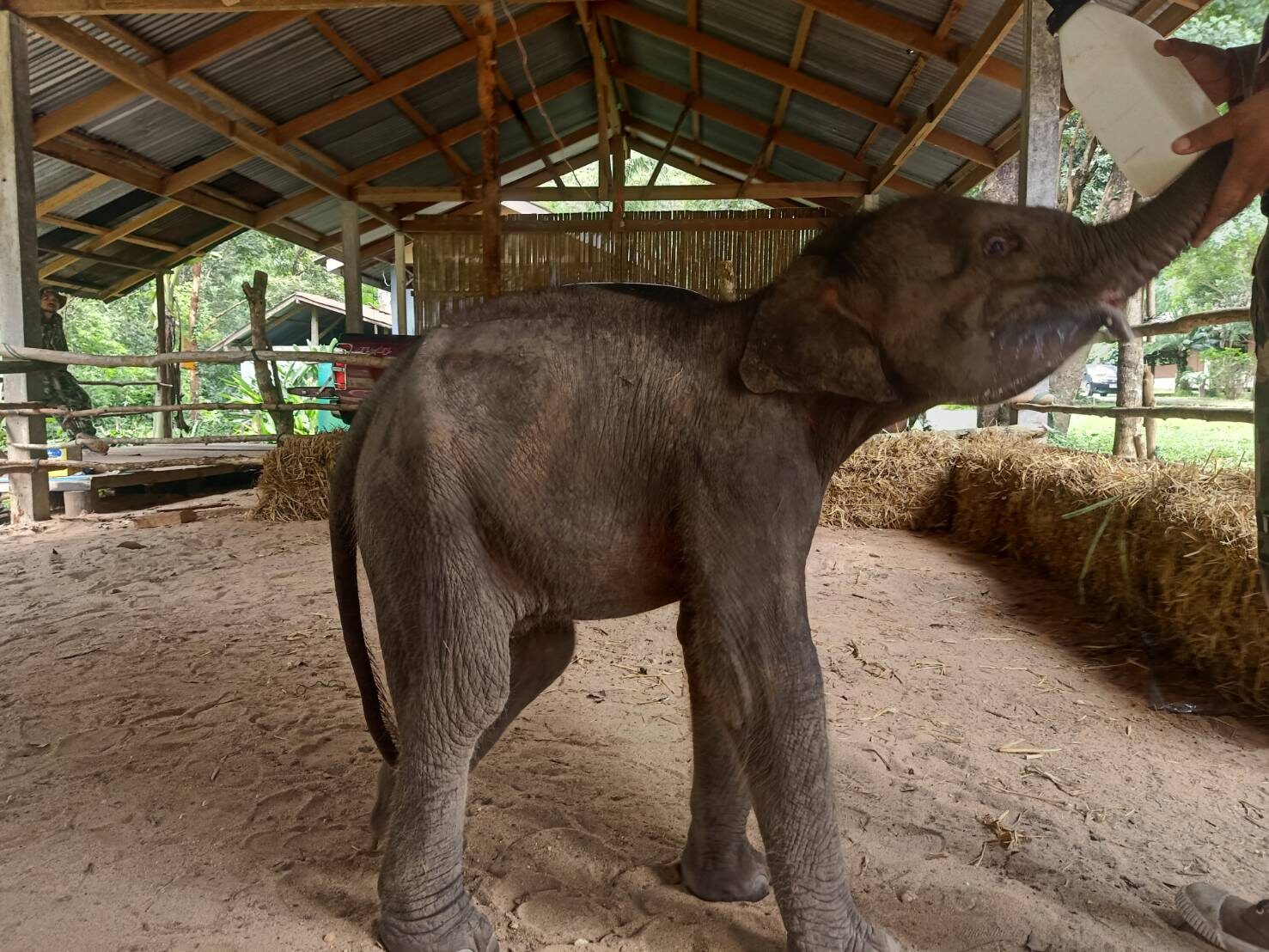 สัตวแพทย์ ดูแลลูกช้างป่าพลัดหลงใกล้ชิด ทำแผลตามตัว ร่างกายโดยรวม ...