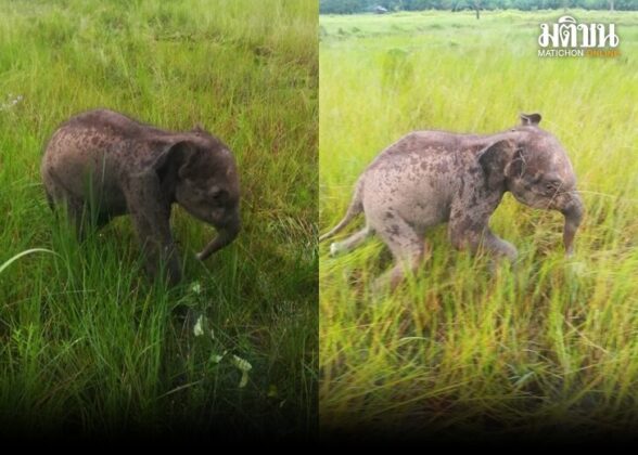 พบลูกช้างป่าพลัดหลง กลางทุ่งนา ใกล้เขตรักษาพันธุ์สัตว์ป่าภูวัว
