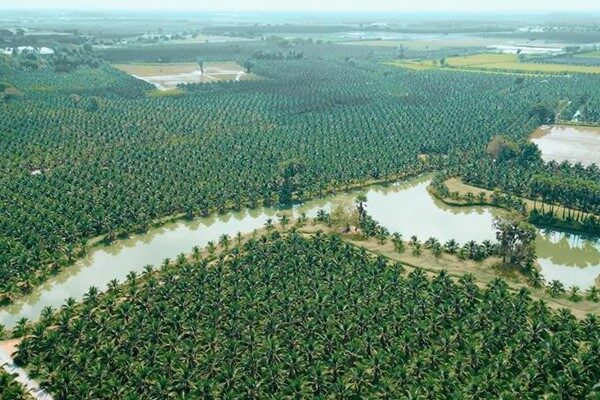 K Fresh ผู้เปิดตำนาน ‘มะพร้าวน้ำหอม’ ของไทย ส่งออกไกล