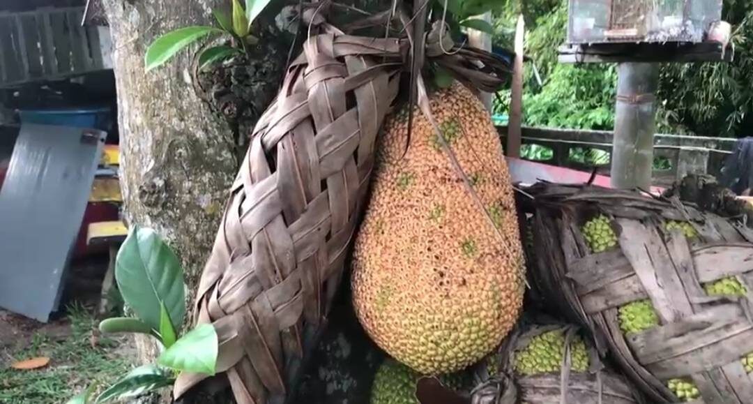 นักวิชาการเกษตร หวั่น จำปาดะขนุนเกาะยอ สูญพันธ์ุ ยกทั้งเกาะเหลือ 40 ไร่