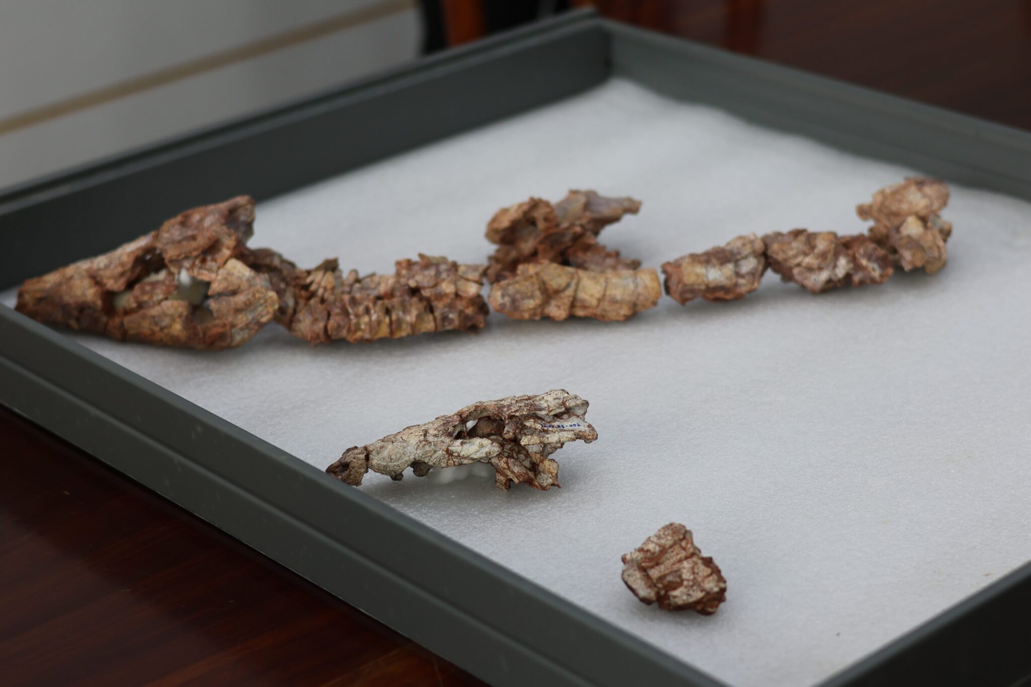 เขาภูพานพบฟอสซิลจระเข้แคระ สายพันธุ์ใหม่ของโลก อายุ 130 ล้านปี สมบูรณ์ ...