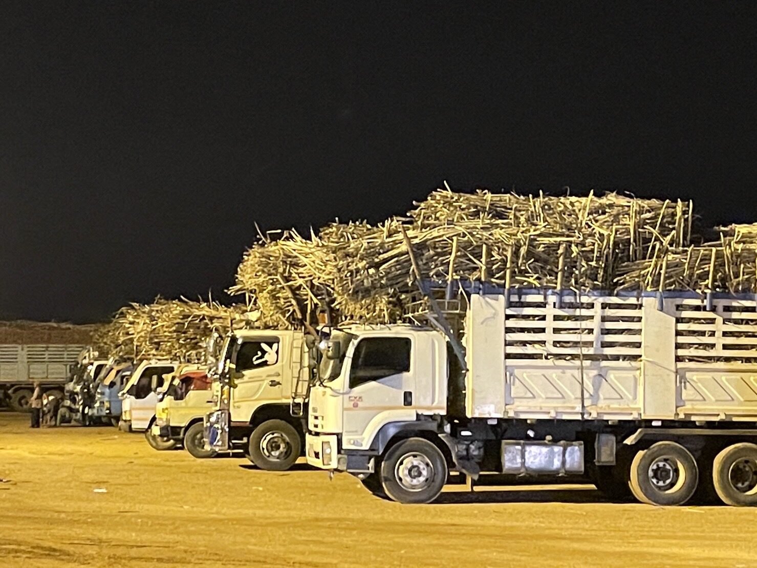 แห่ตัดอ้อย ส่งโรงงานคึกคัก รถบรรทุกรอคิวริมถนน เตือนระวังอุบัติเหตุ