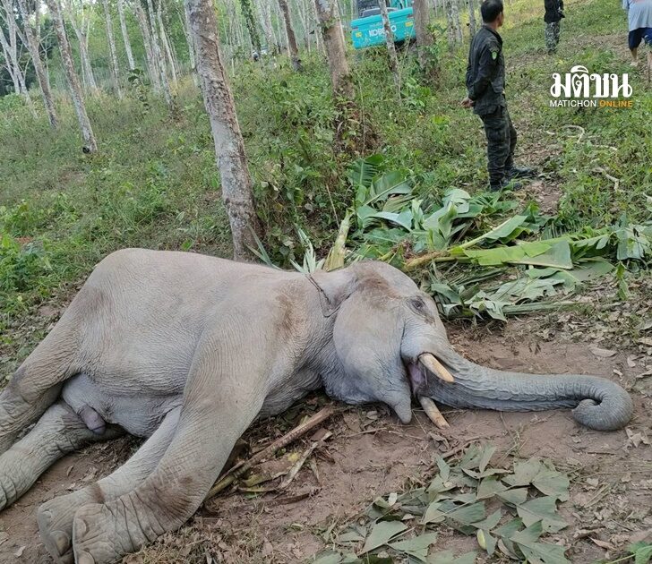 สลด ลูกช้างหลงฝูง ตกบ่อที่ห้วยไม้ไทร ล่าสุดตายแล้ว จนท.เร่งผ่าพิสูจน์หา ...