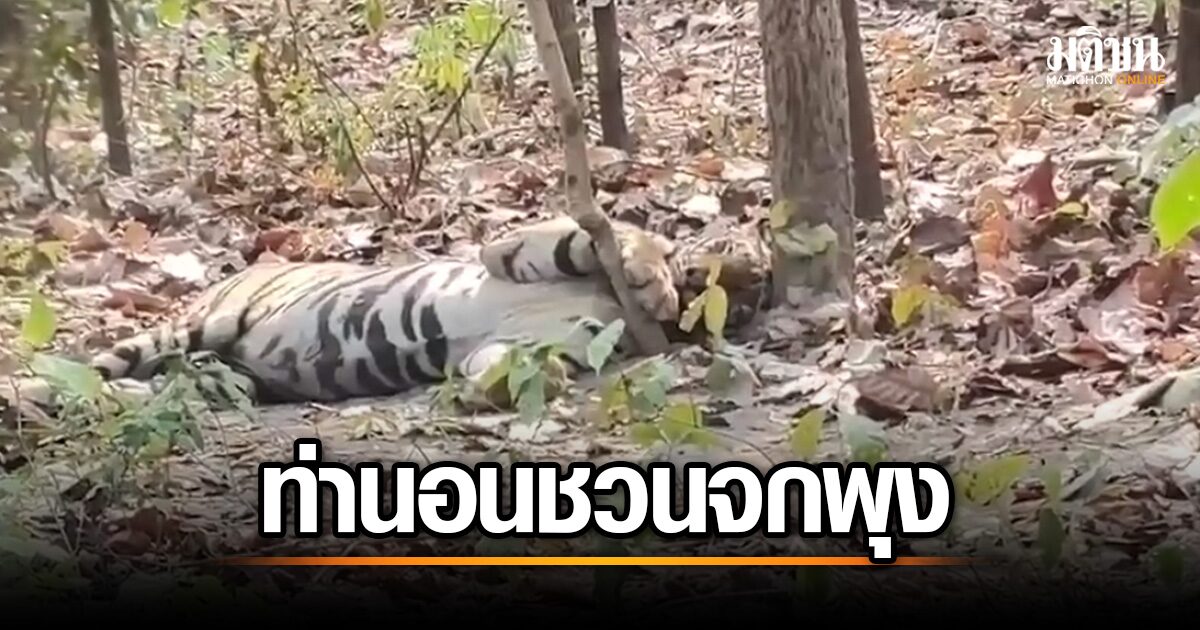 นี่หมูหรือเสือ? แชร์ภาพเจ้า ‘โจรสลัดบะลาโกล’ หลับสบายกับท่านอนชวนจกพุง