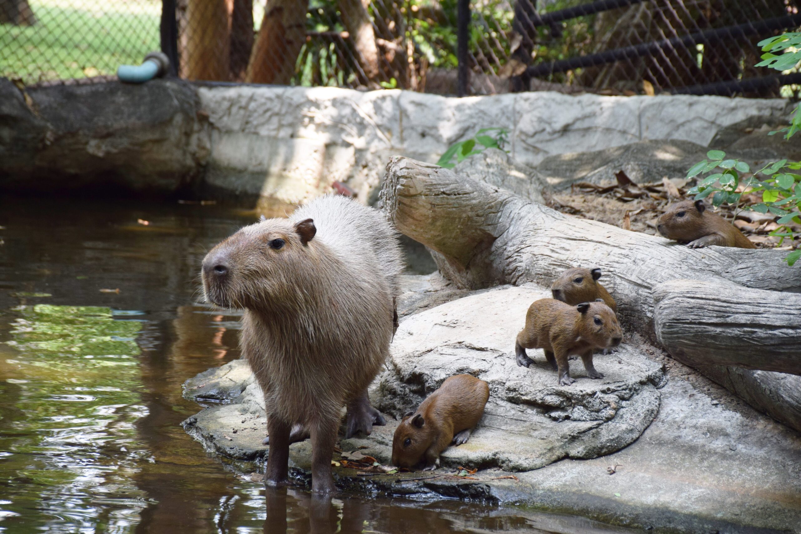 สวนสัตว์โคราช อวดสมาชิกใหม่ ลูกคาปิบารา 4 ตัว จ่อจัดทัวร์ให้นทท.สัมผัสใกล้ชิด