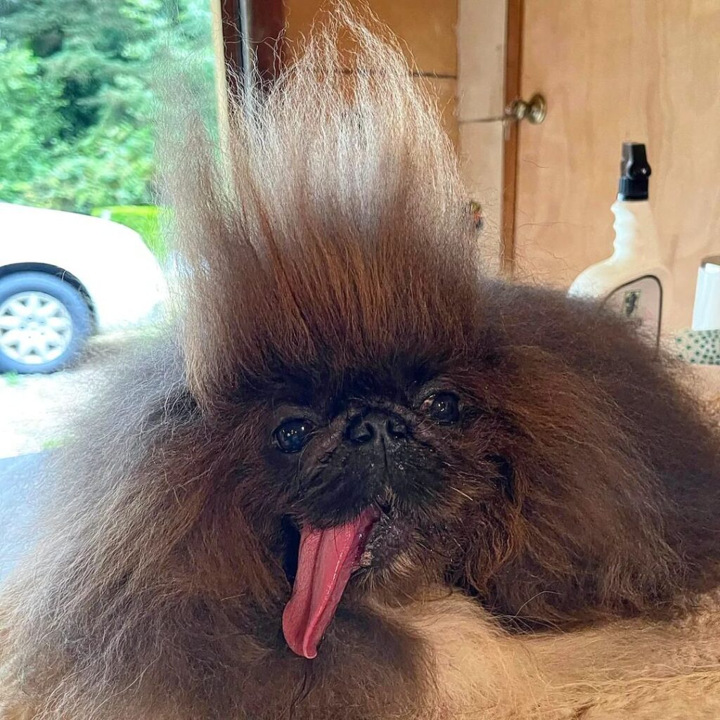 ไม่เป็นรองแล้ว Wild Thang สู้มา 4 ปีถึงทีปิดตำนาน คว้าแชมป์ 'สุนัขน่า ...