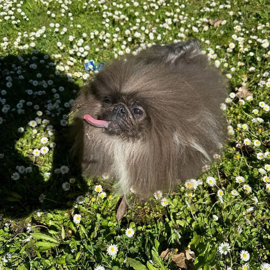 ไม่เป็นรองแล้ว Wild Thang สู้มา 4 ปีถึงทีปิดตำนาน คว้าแชมป์ 'สุนัขน่า ...