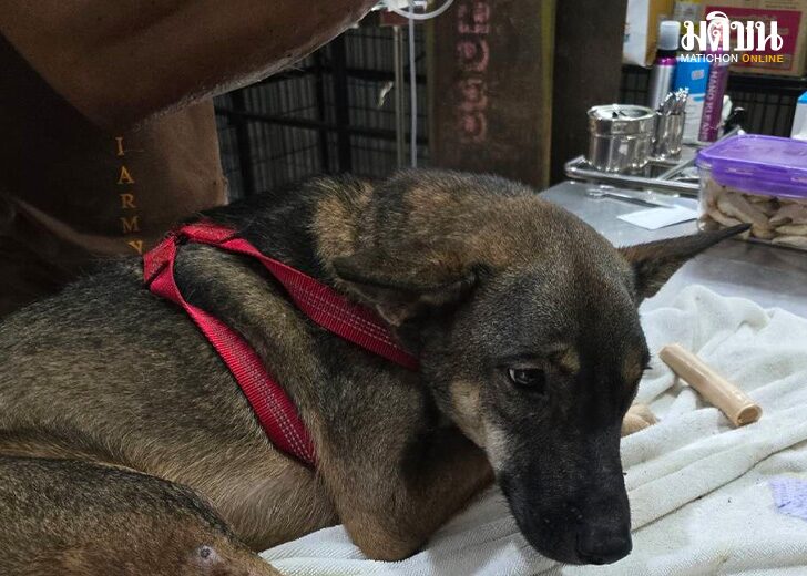 เปิดใจ สาวใจบุญ ออกตามหา ช่วยน้องหมาขาด้วน พาไปรักษา-หาบ้านให้