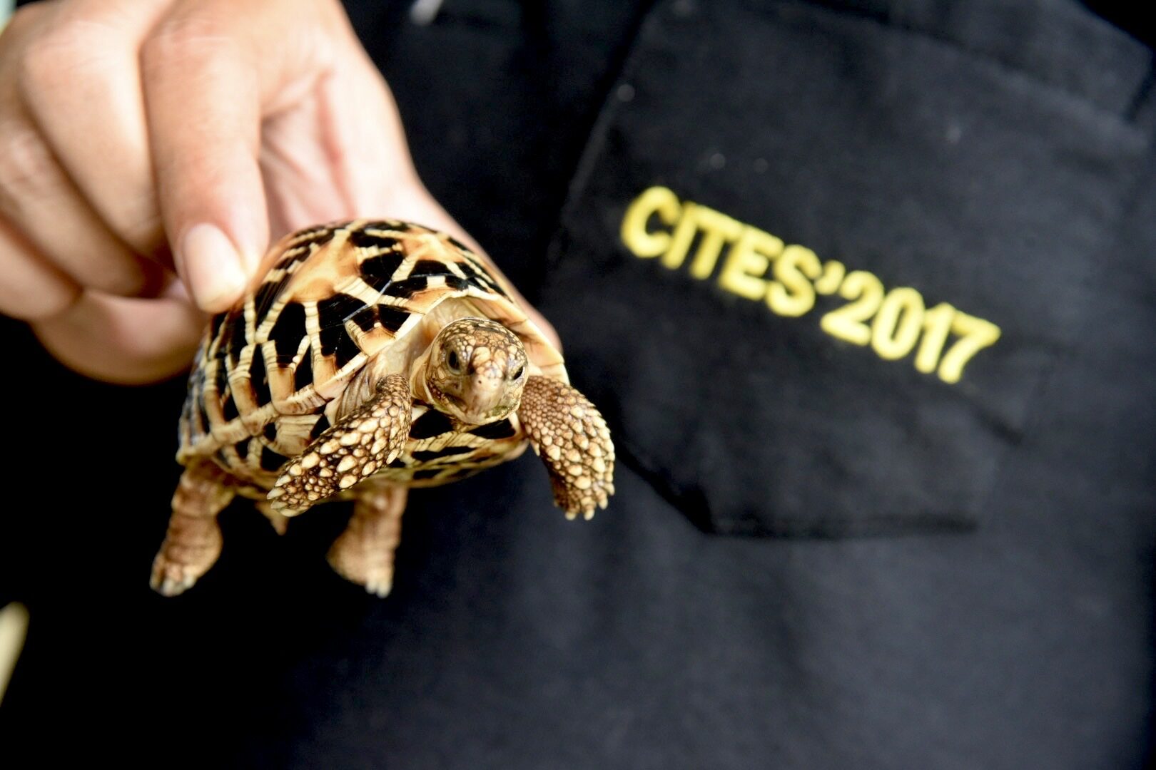 ประชุมไซเตสอาเซียน กรมอุทยานประกาศ คืน เต่าดาว-ตัวลีเมอร์ ของกลาง 1,068 ...