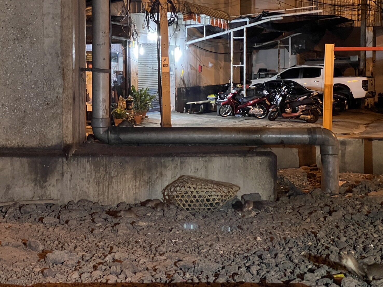 ขนลุก ฝูงหนูนับร้อย ยั้วเยี้ยใต้สะพานพระราม 4 จี้หน่วยงานเร่งแก้หวั่นแพร่เชื้อโรค