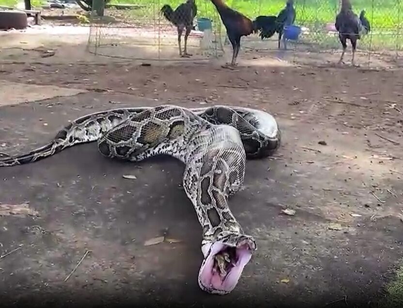 ทีมอสรพิษ จับงูหลามยักษ์ เขมือบ 'ไก่ชน' ชาวกัมพูชา เกือบเกลี้ยงฟาร์ม