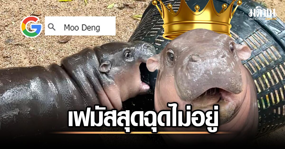 Google ยืนยัน 'หมูเด้ง' เฟมัสฉุดไม่อยู่ บูมยอดค้นหา Moo Deng เวิลด์ไวด์ ...