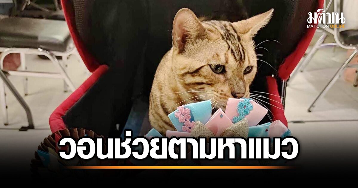 สาวสุดช้ำ โจรฉกรถกลางลานจอดห้างดัง ซ้ำแมวติดไปด้วย วอนช่วยตามหาอยากได้ ...