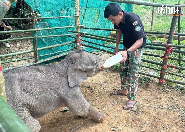 พบ ลูกช้างหลงกับแม่ ในสวนยาง ป่าเขาอ่างฤาไน มีรอยเชือกรัดที่ขา ผอม ขาด ...