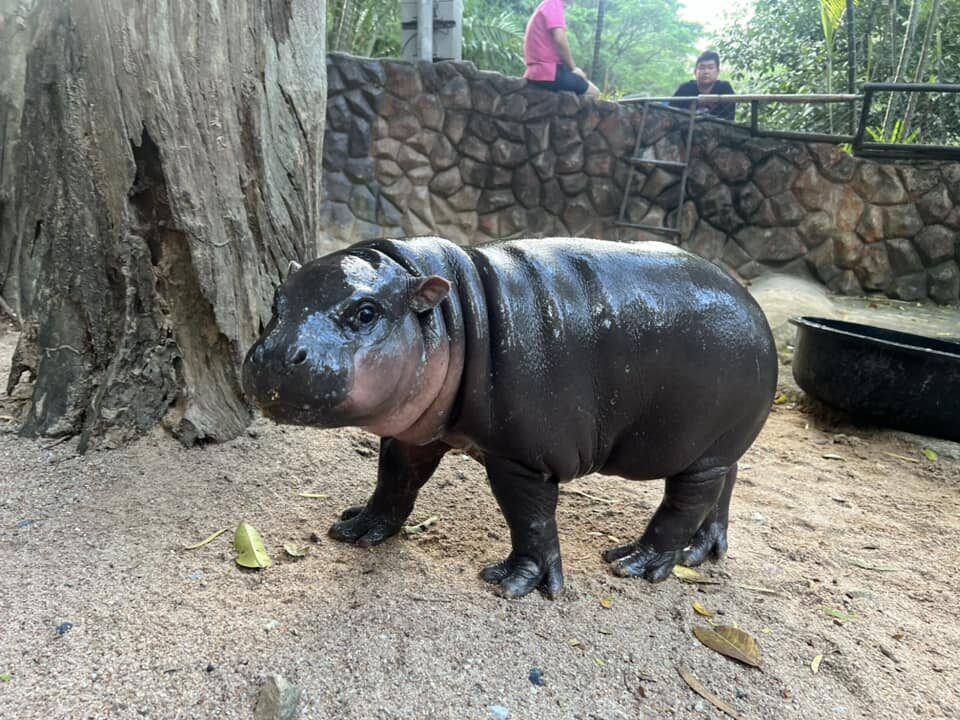 ต้านไม่อยู่แล้ว หมูเด้ง ฟีเวอร์ 5 พันคน ปักหลักรอซื้อบัตรเข้าชมแต่เช้า รถติดยาว 3 กม.