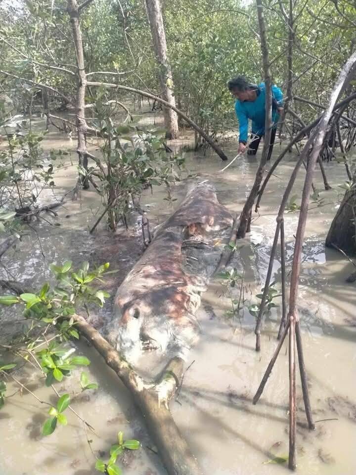 ผู้เชี่ยวชาญเฉลยซากปลายักษ์ ตายชายฝั่งเมืองคอน เผยเกิดบ่อยเคยเกยตื้น ...