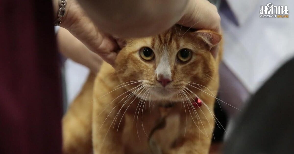 จีนแห่เลี้ยงหมา-แมว ปี'67 ตลาดโต 4.1 หมื่นล้านเหรียญ พณ.แนะเจาะกลุ่ม ...