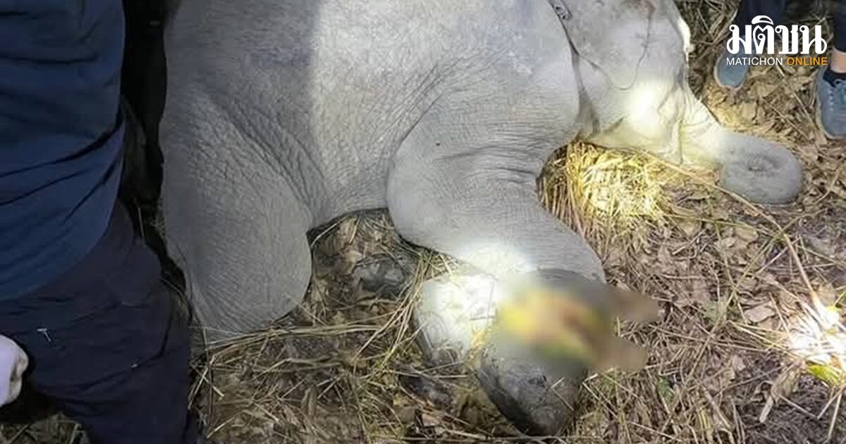 ระดมช่วยลูกช้างป่าเขาอ่างฤาไน ถูกลวดสะลิงรัดข้อเท้า เดินกะเผลกตามแม่ ...