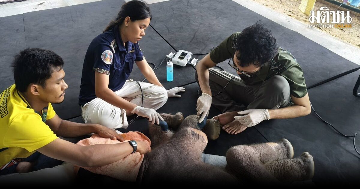 น้องข้าวต้ม น้ำตาลตก ทีมสัตวแพทย์ระดมกำลังช่วยสุดชีวิต พ้นวิกฤตมาได้